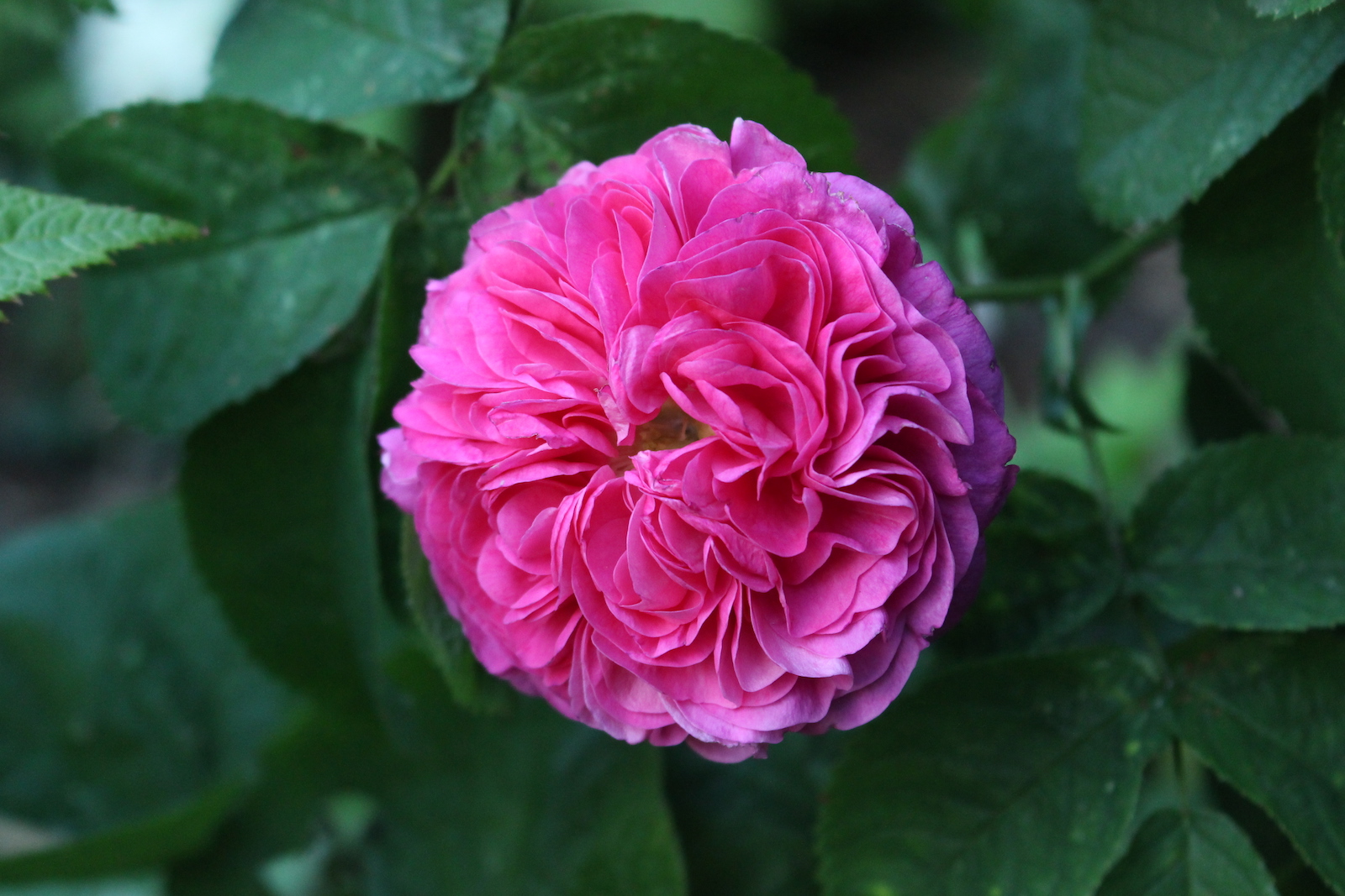 Rosa gallica ‚Hector‘ – die Blumisterei