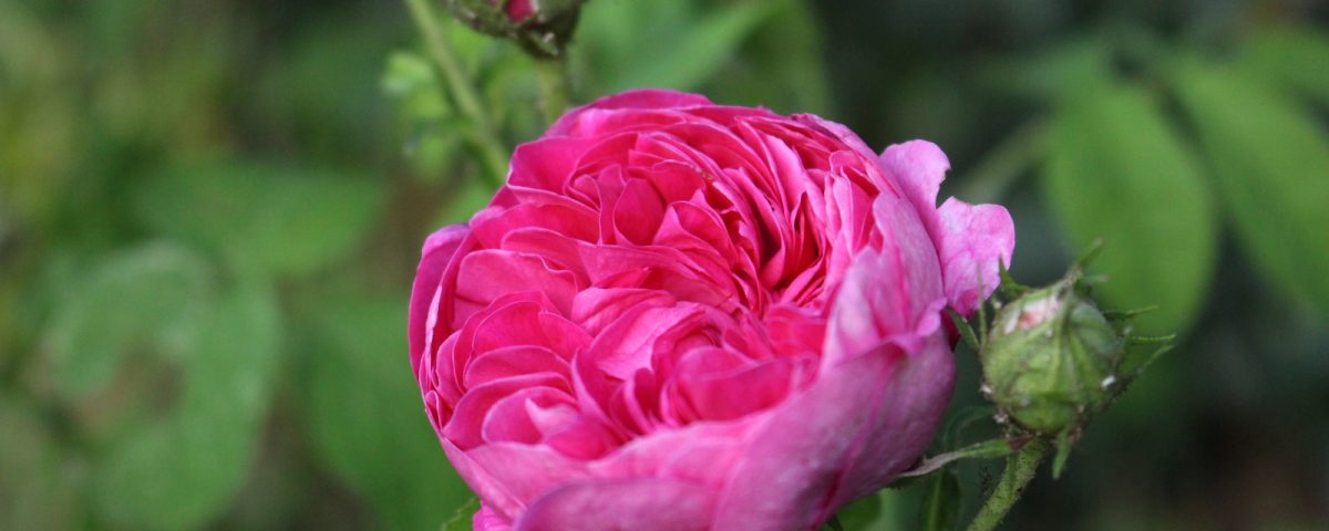 Rosa gallica ‚Hector‘ – die Blumisterei