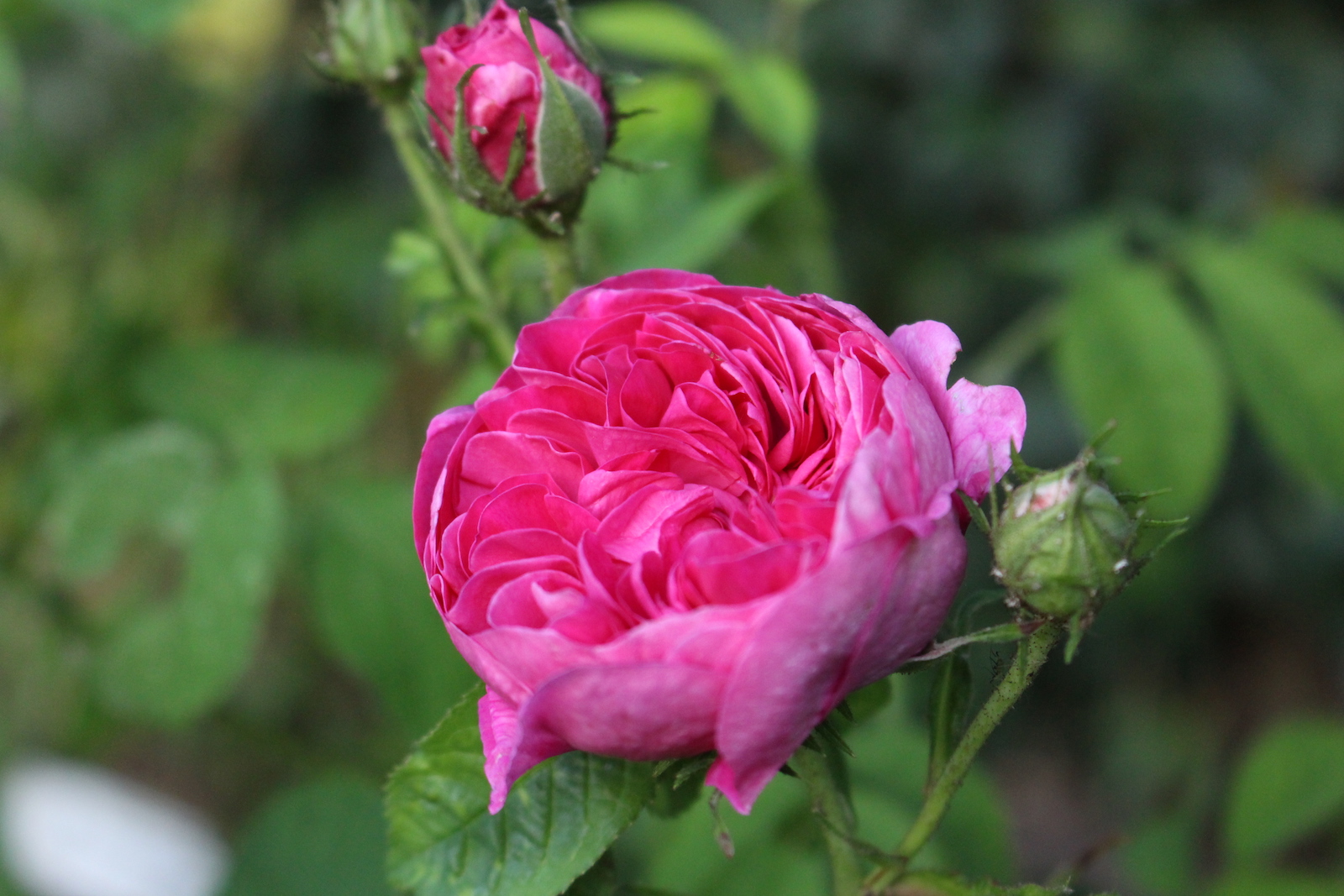Rosa gallica ‚Hector‘ – die Blumisterei